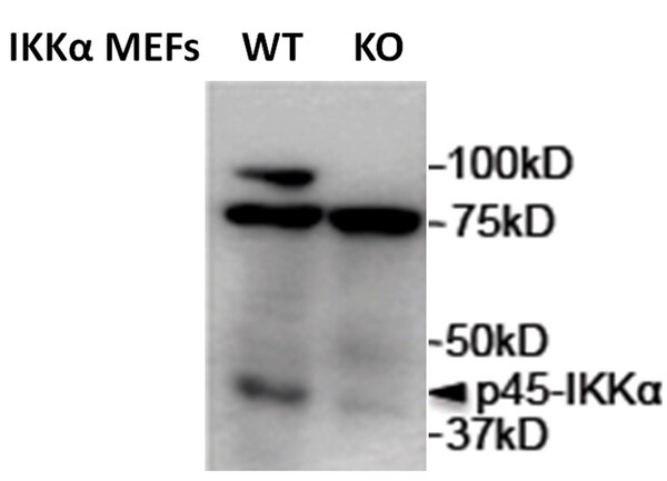 Anti-IKKa (p45) Antibody, clone 881H3 | MABF222